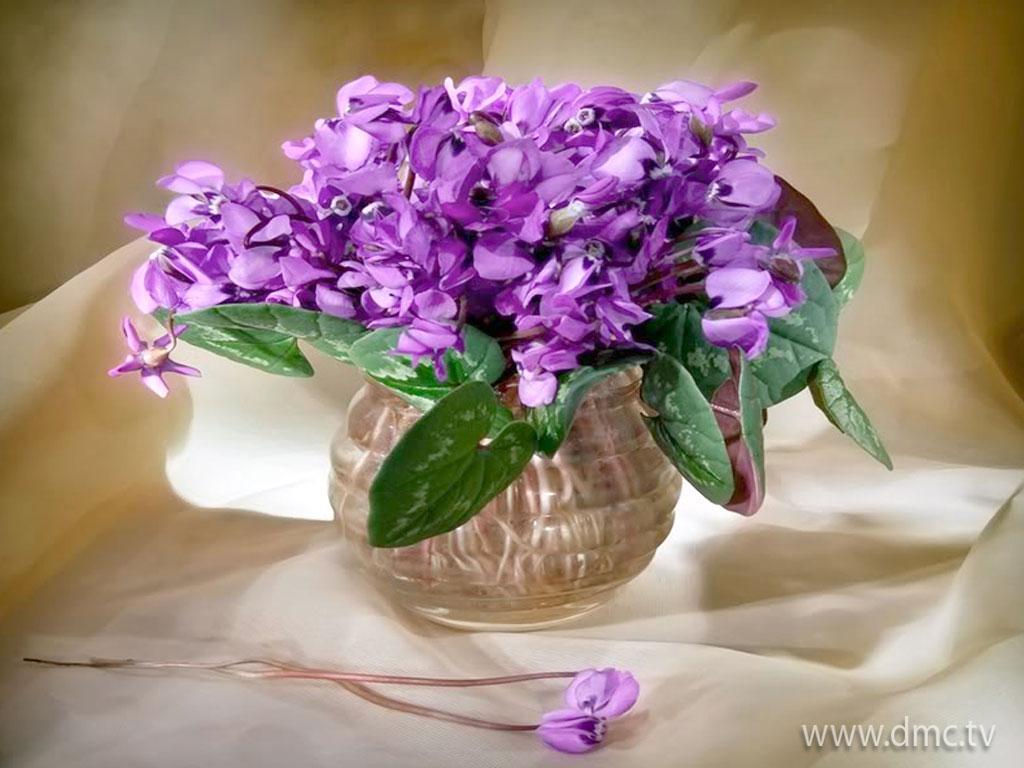 Flower 234 Flower 234